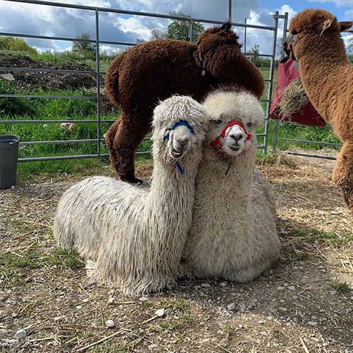 Blog | Top days out for groups | EMR